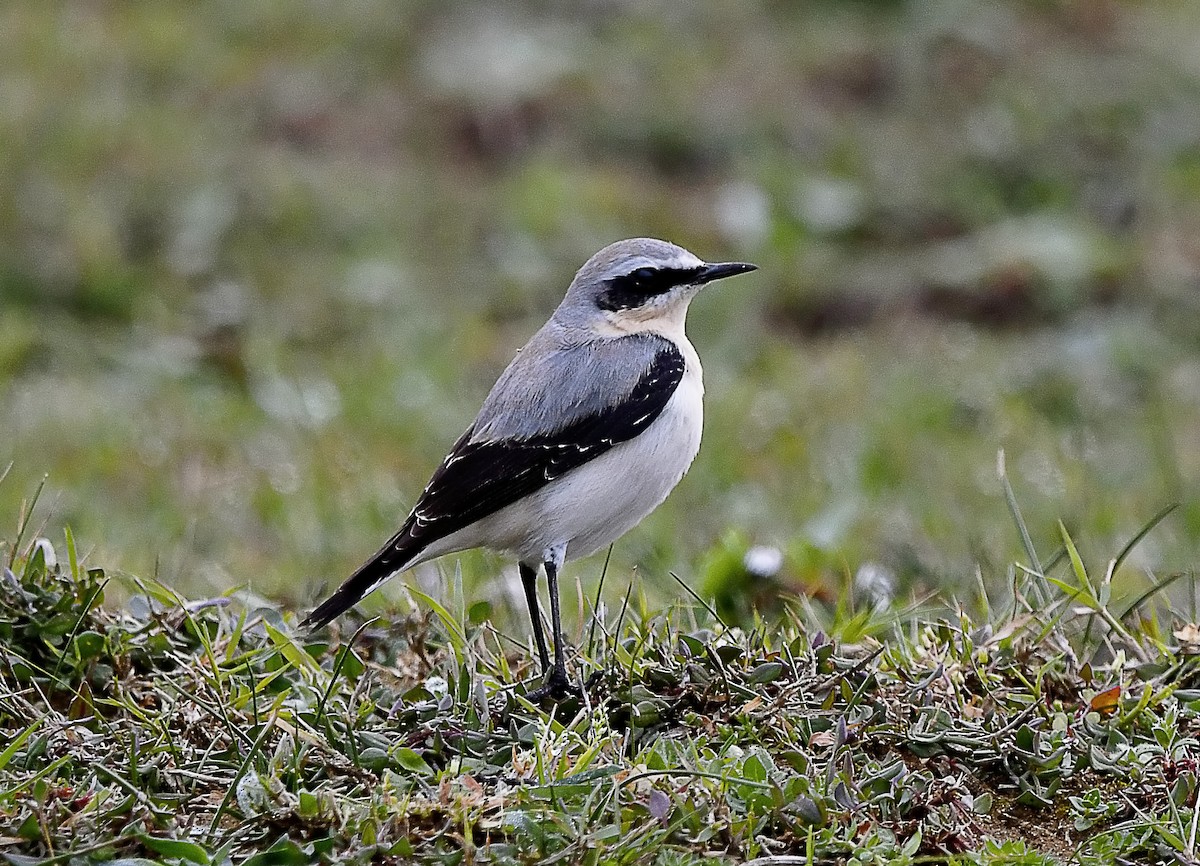 ML632613481 - Northern Wheatear - Macaulay Library