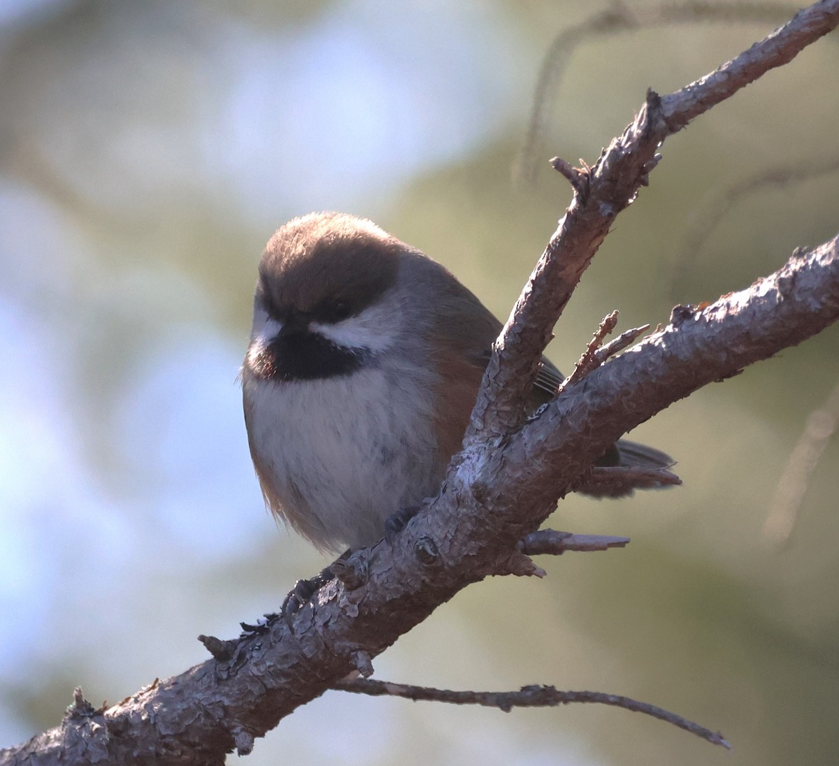 eBird Checklist - 24 Mar 2025 - logging road NW of Cox Bk Rd - 2 species