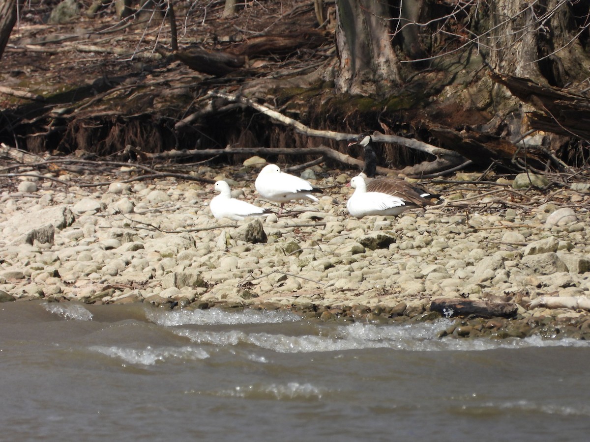 ML632618040 - Ross's Goose - Macaulay Library