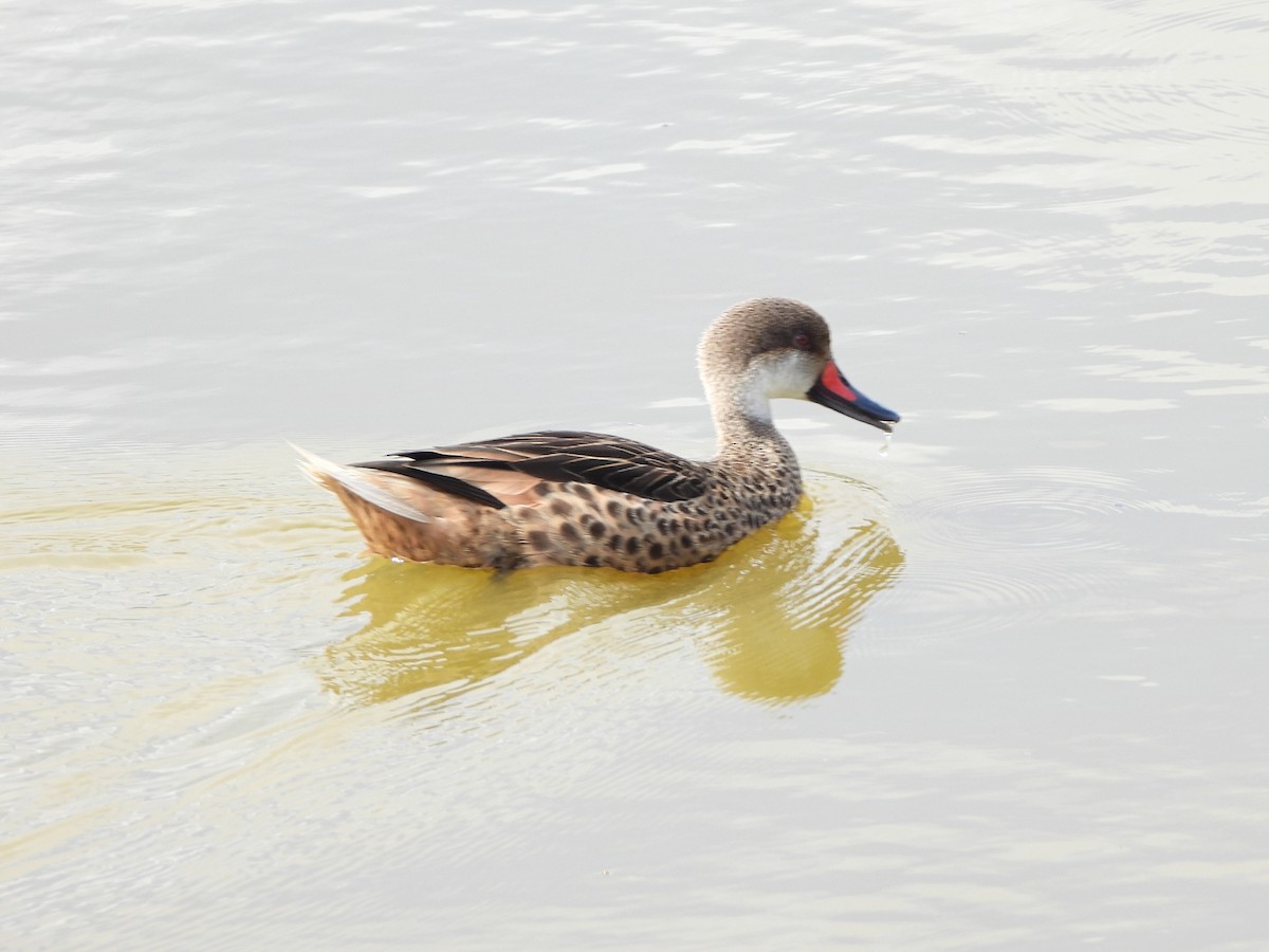 eBird Checklist - 17 Mar 2025 - Isabela--Poza de los flamingos de Pto ...