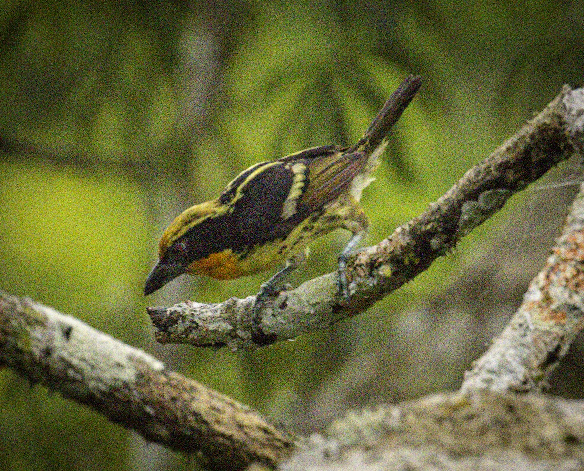 ML632622238 - Gilded Barbet - Macaulay Library