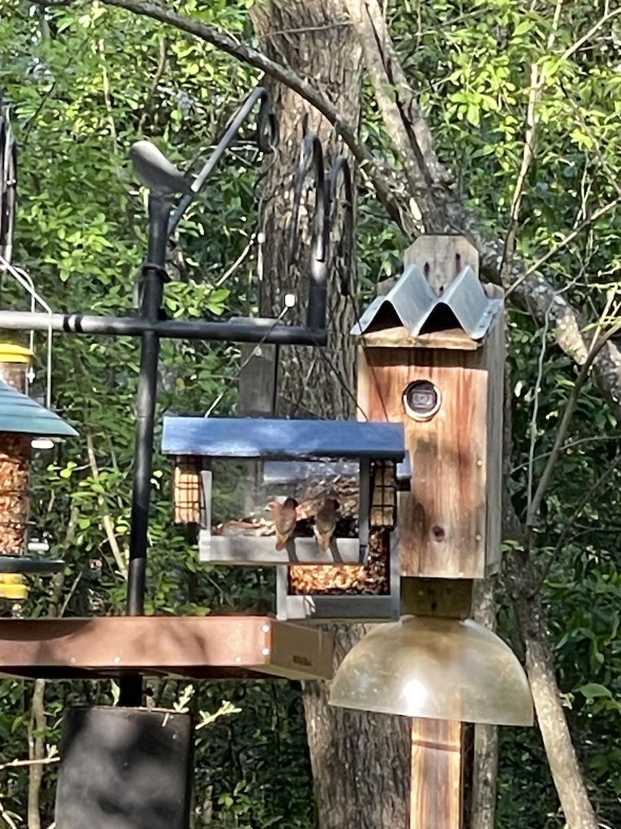eBird Checklist - 24 Mar 2025 - Edith L. Moore Nature Sanctuary (UTC ...