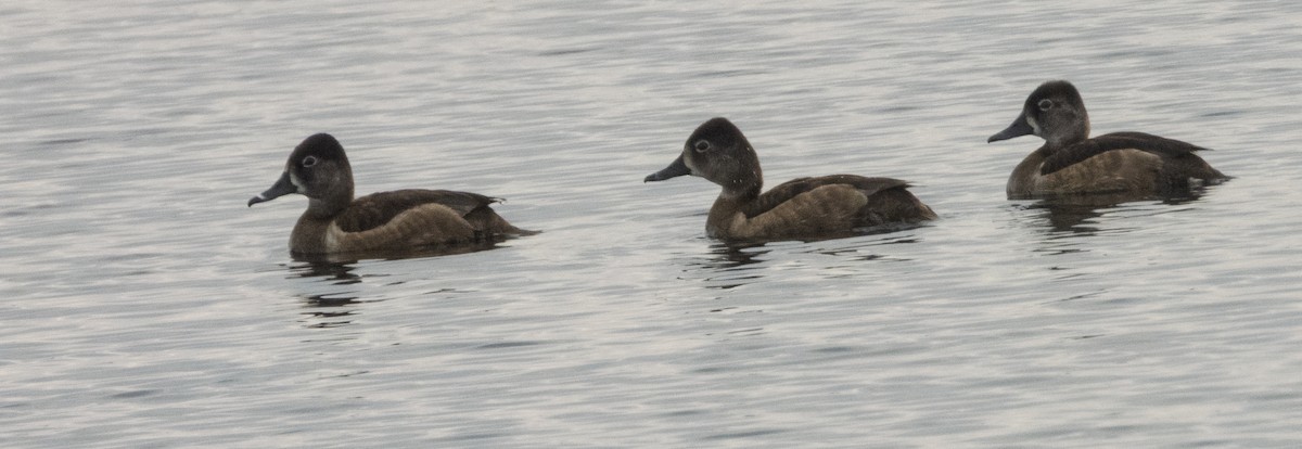 ML632637510 - Ring-necked Duck - Macaulay Library