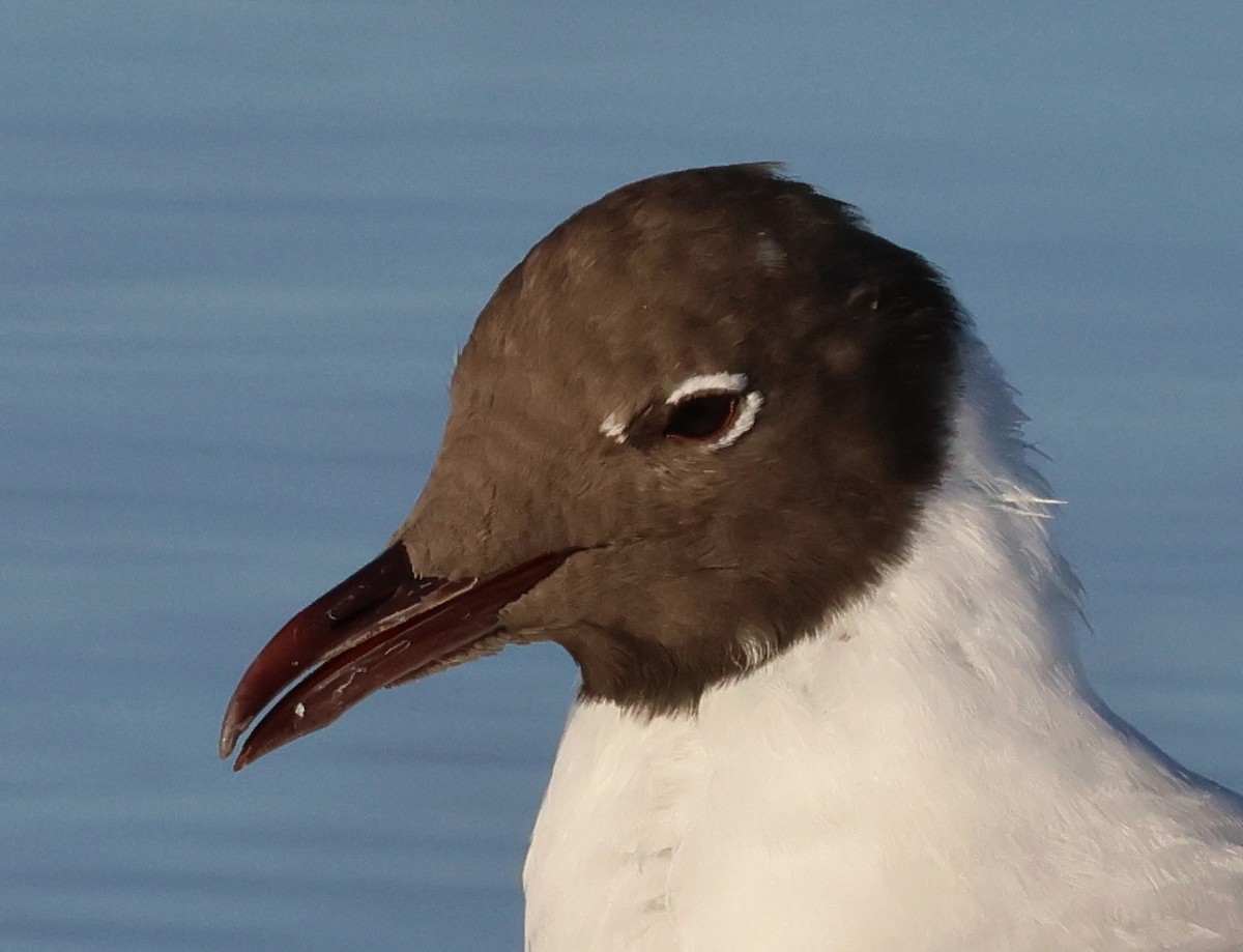 eBird Checklist - 21 Mar 2025 - Frank Rendon Park/Daytona Beach Shores ...