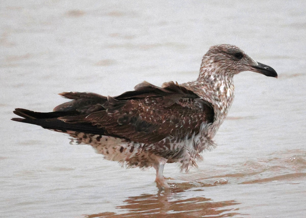 eBird Checklist - 20 Mar 2025 - Frank Rendon Park/Daytona Beach Shores ...