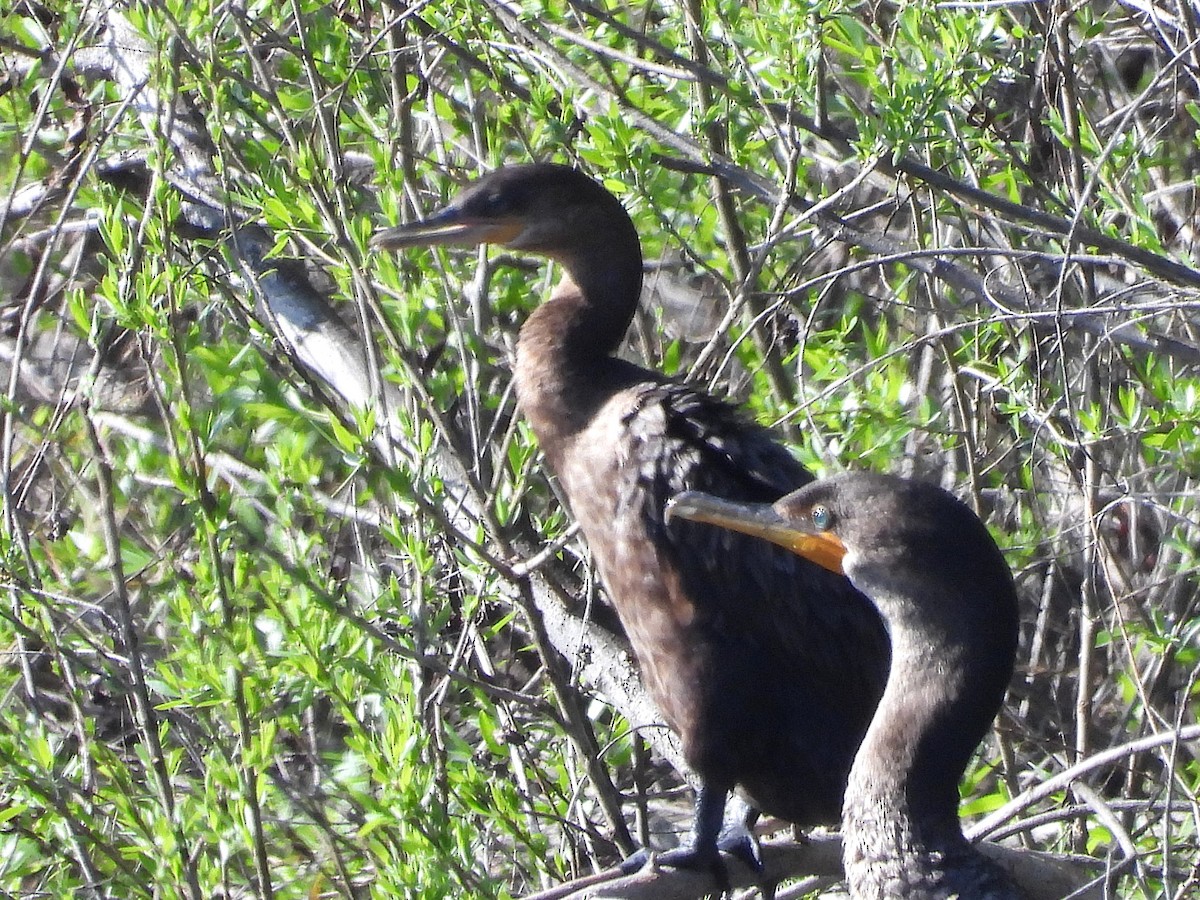 eBird Checklist - 23 Mar 2025 - Frank G. Bonelli RP/Puddingstone ...