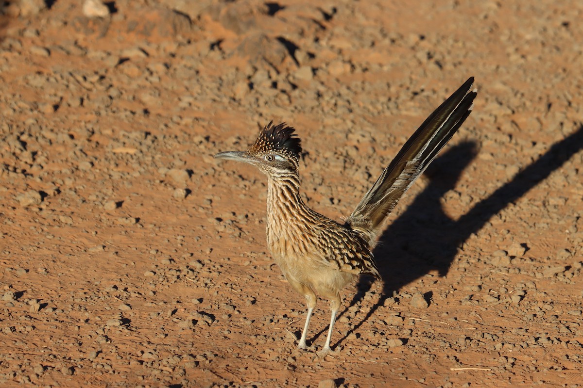 ML632640510 - Greater Roadrunner - Macaulay Library