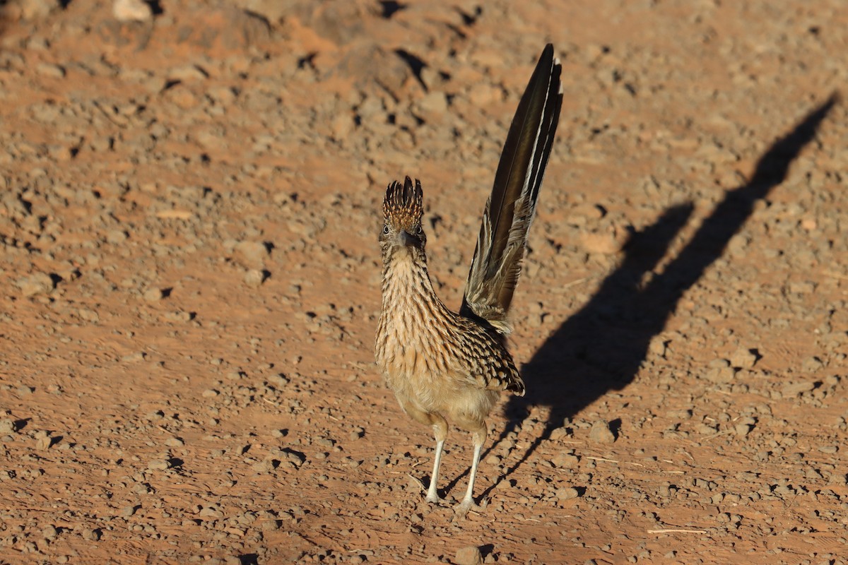 ML632640511 - Greater Roadrunner - Macaulay Library