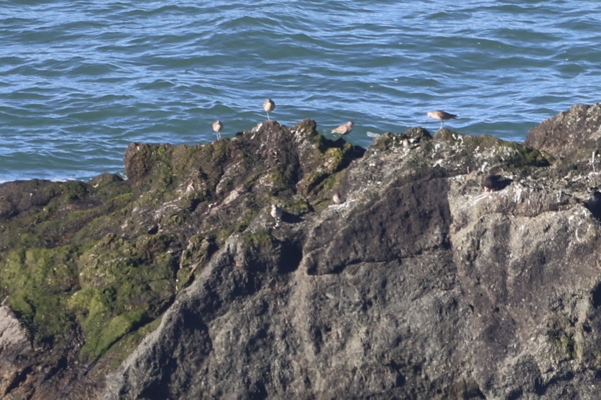 eBird Checklist - 24 Mar 2025 - Presidio--Battery Godfrey - 75 species ...