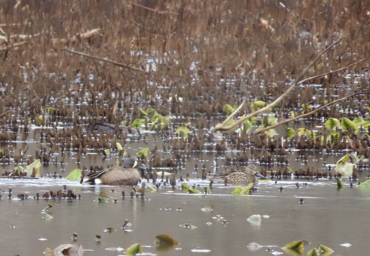 Pennsylvania Bird Atlas Checklist - 22 Mar 2025 - Presque Isle SP--Thompson Bay - 21 species