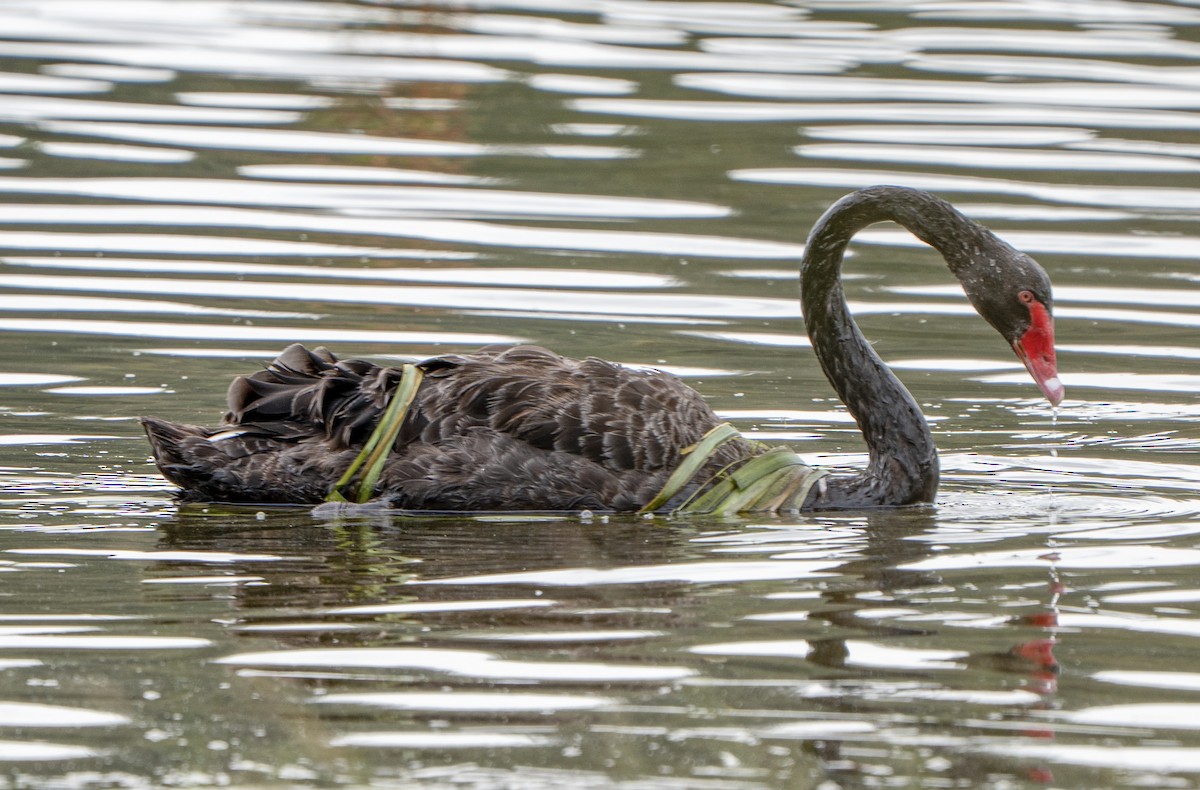 eBird Checklist - 23 Mar 2025 - Loveday Cove (Lake Cooby) - 31 species