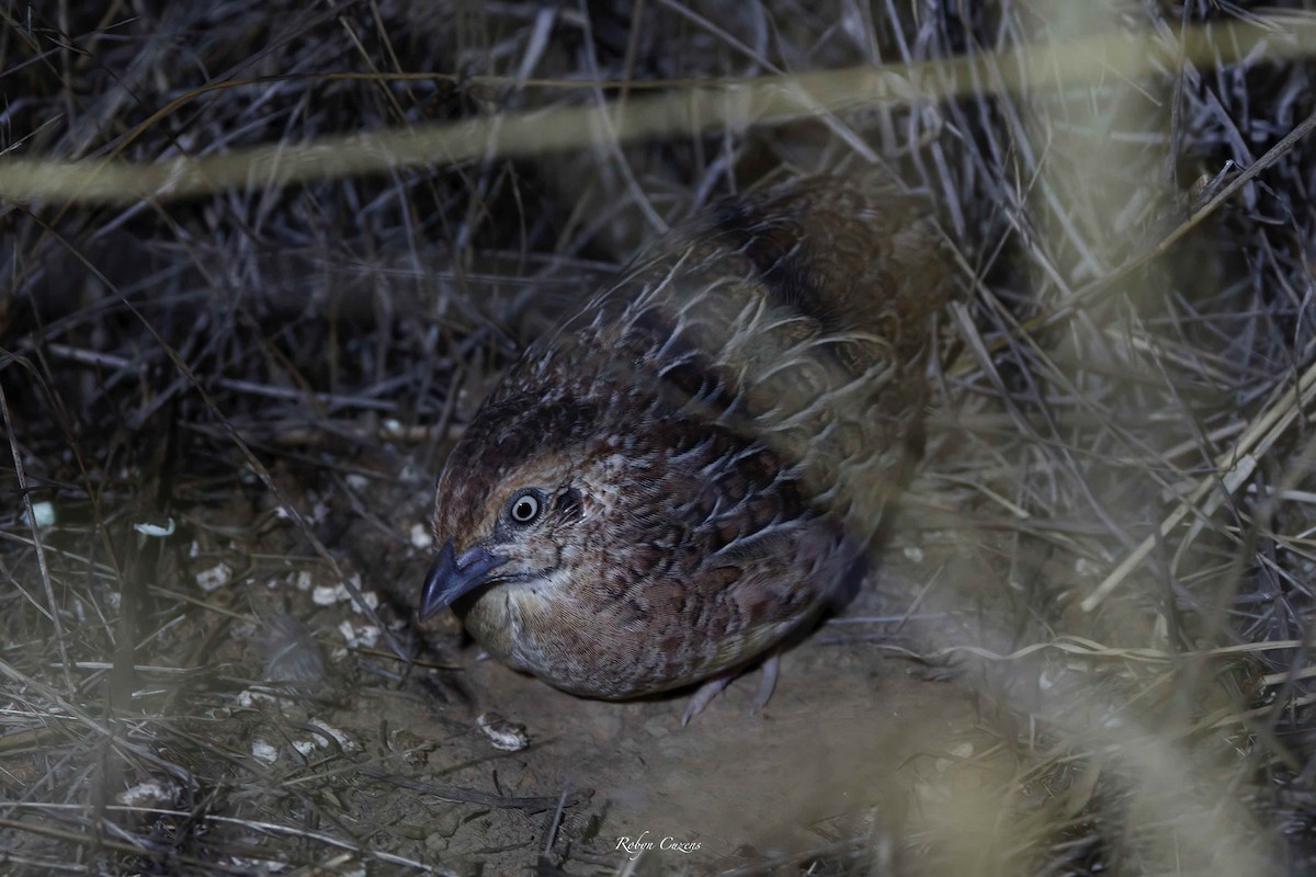eBird Checklist - 22 Mar 2025 - Terrick Terrick National Park ...