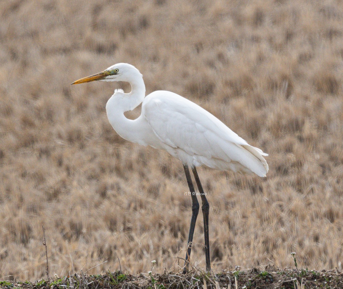 ML632652498 - Great Egret (alba) - Macaulay Library