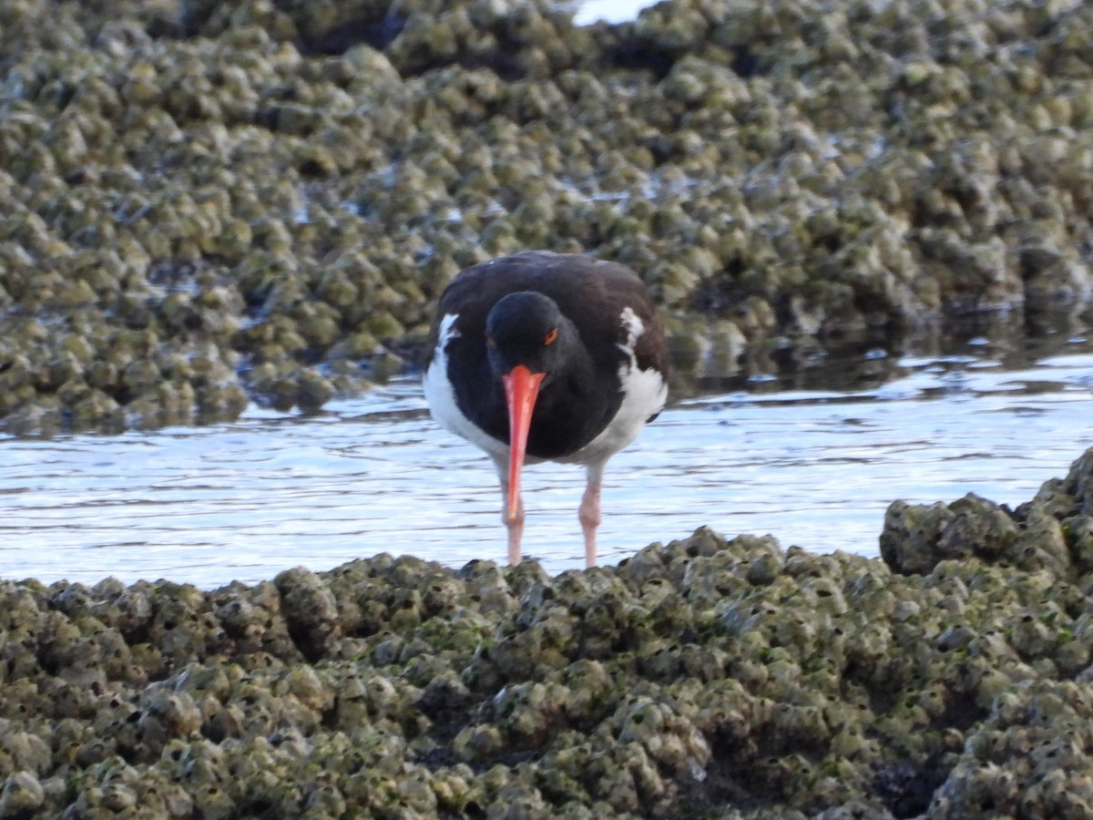 eBird Checklist - 13 Mar 2025 - Santiago--Puerto Egas - 17 species