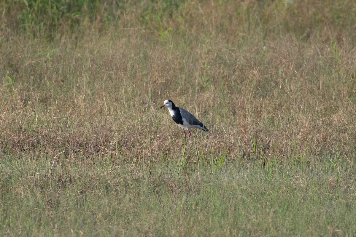eBird Checklist - 24 Mar 2025 - Barotse Plains Causeway - 60 species
