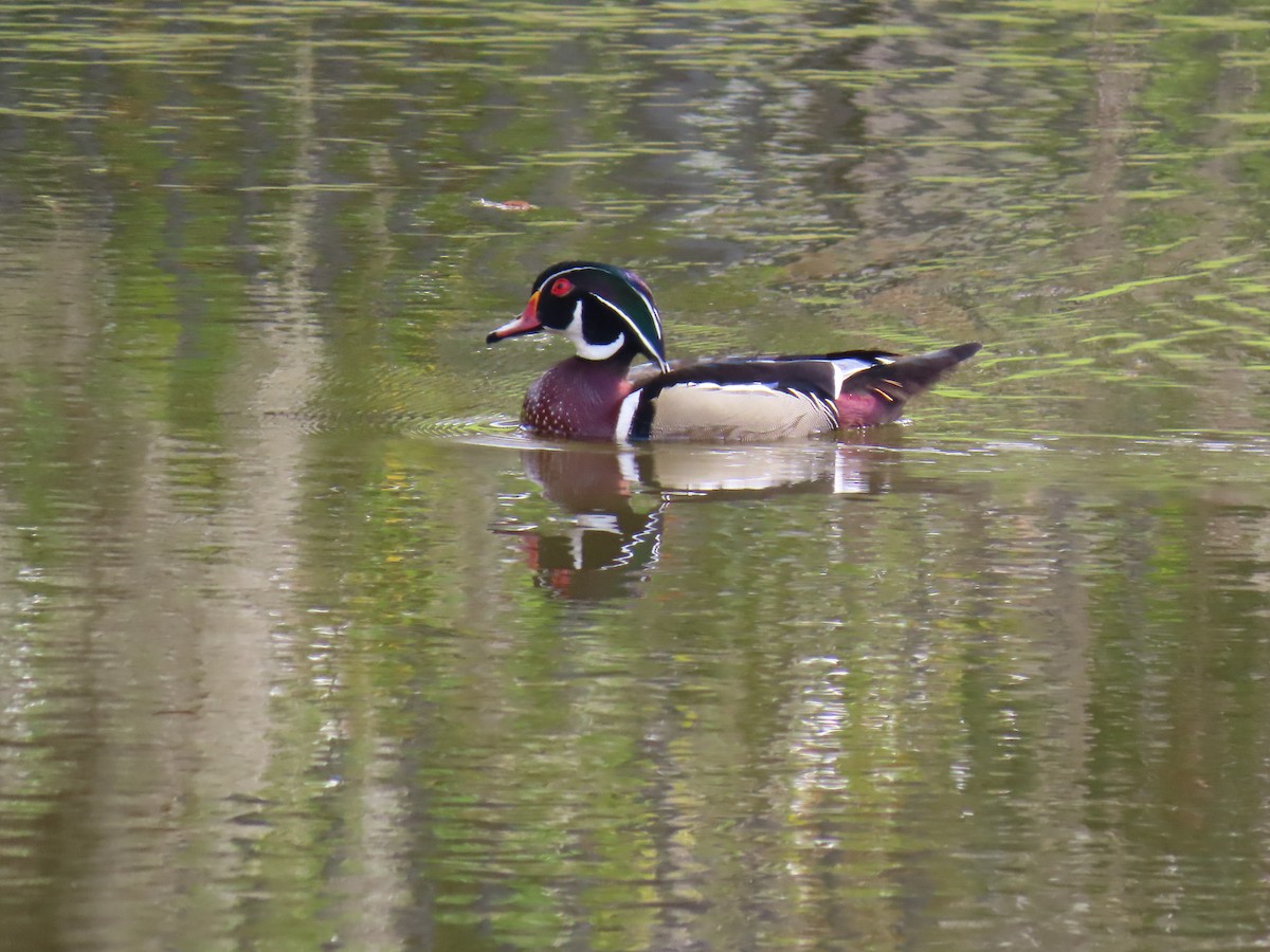 ML632660948 - Wood Duck - Macaulay Library