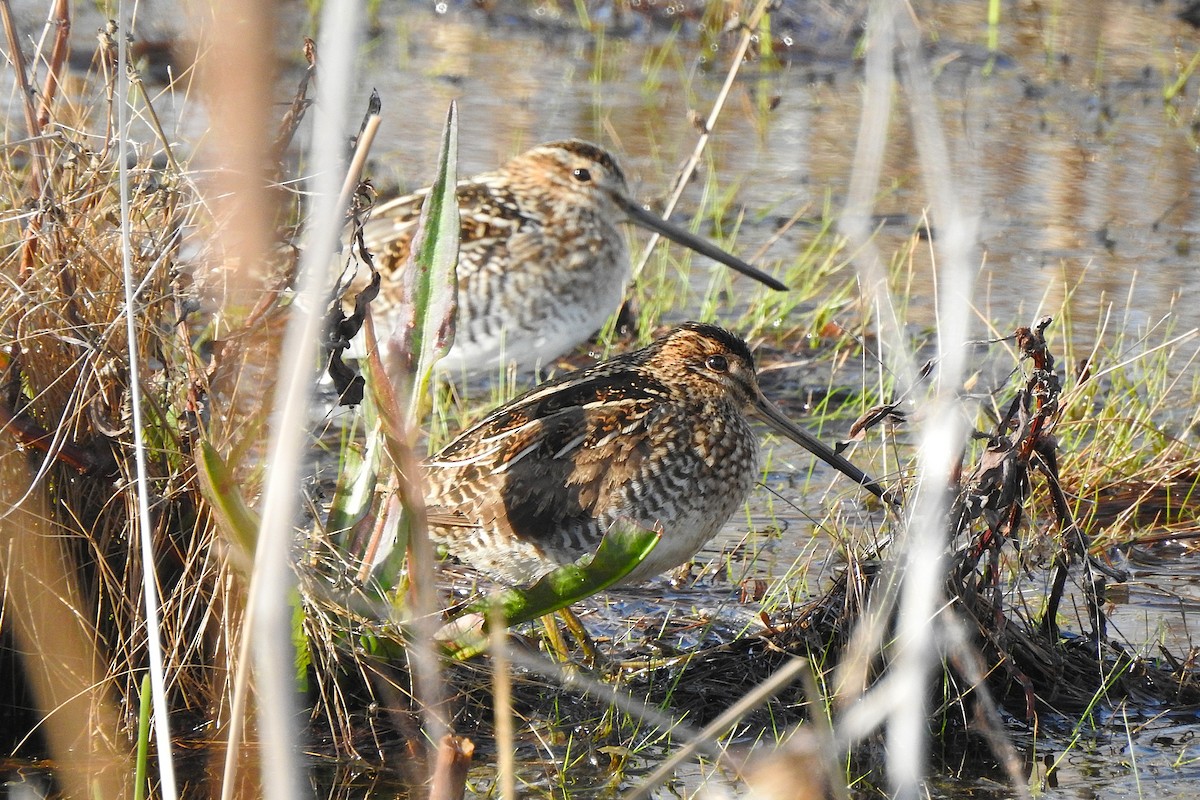 eBird Checklist - 25 Mar 2025 - **Back Bay NWR - 42 species (+1 other taxa)