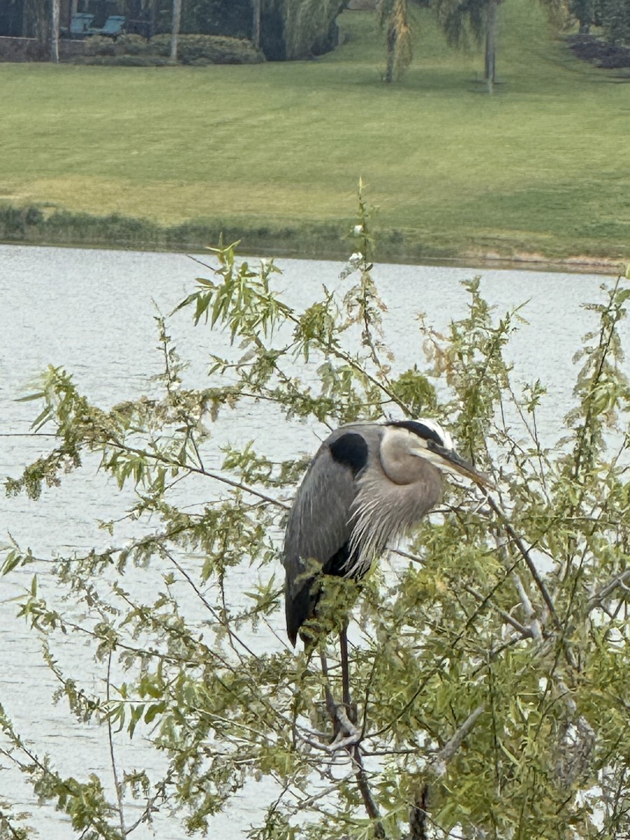 eBird Checklist - 25 Mar 2025 - SLU Dock - 32 species