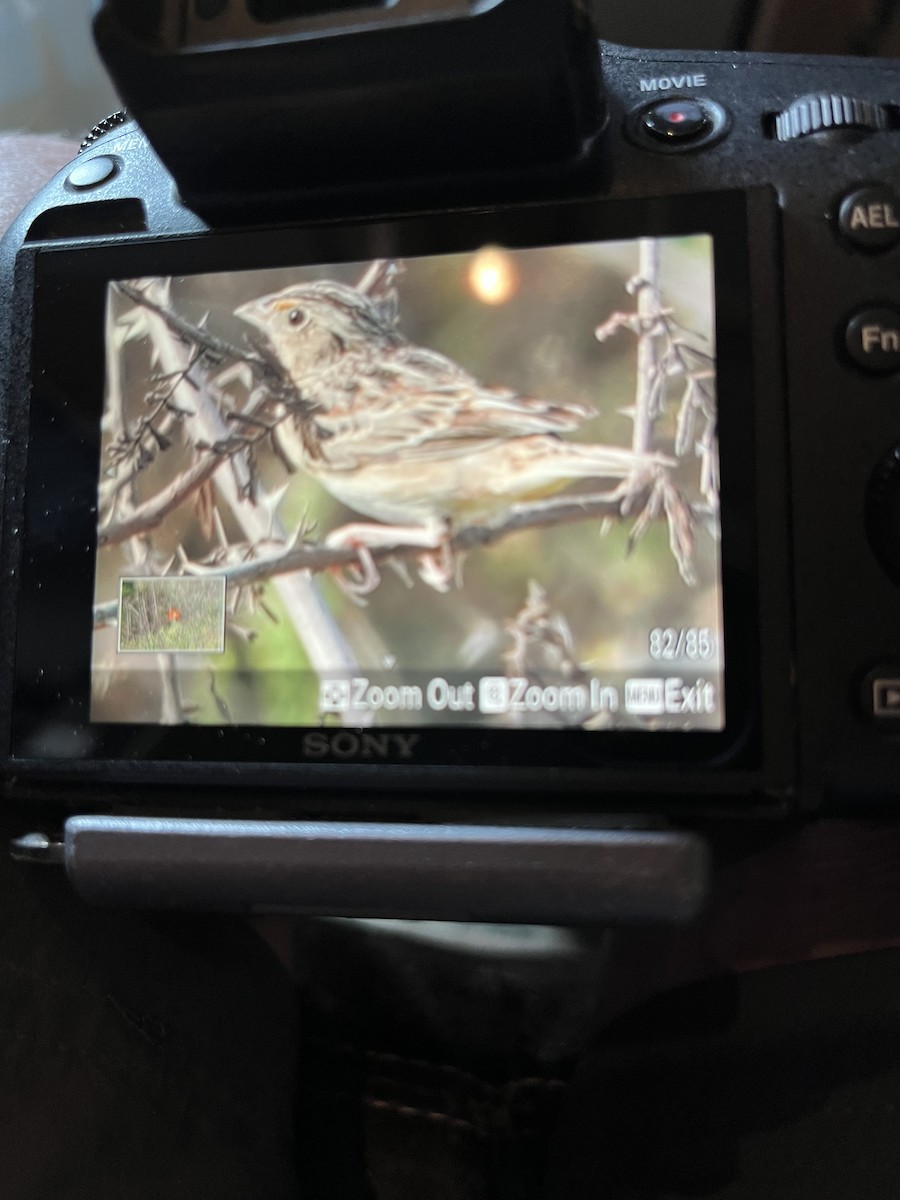 eBird Checklist - 25 Mar 2025 - Santa Ana NWR (LTC 059) - 62 species