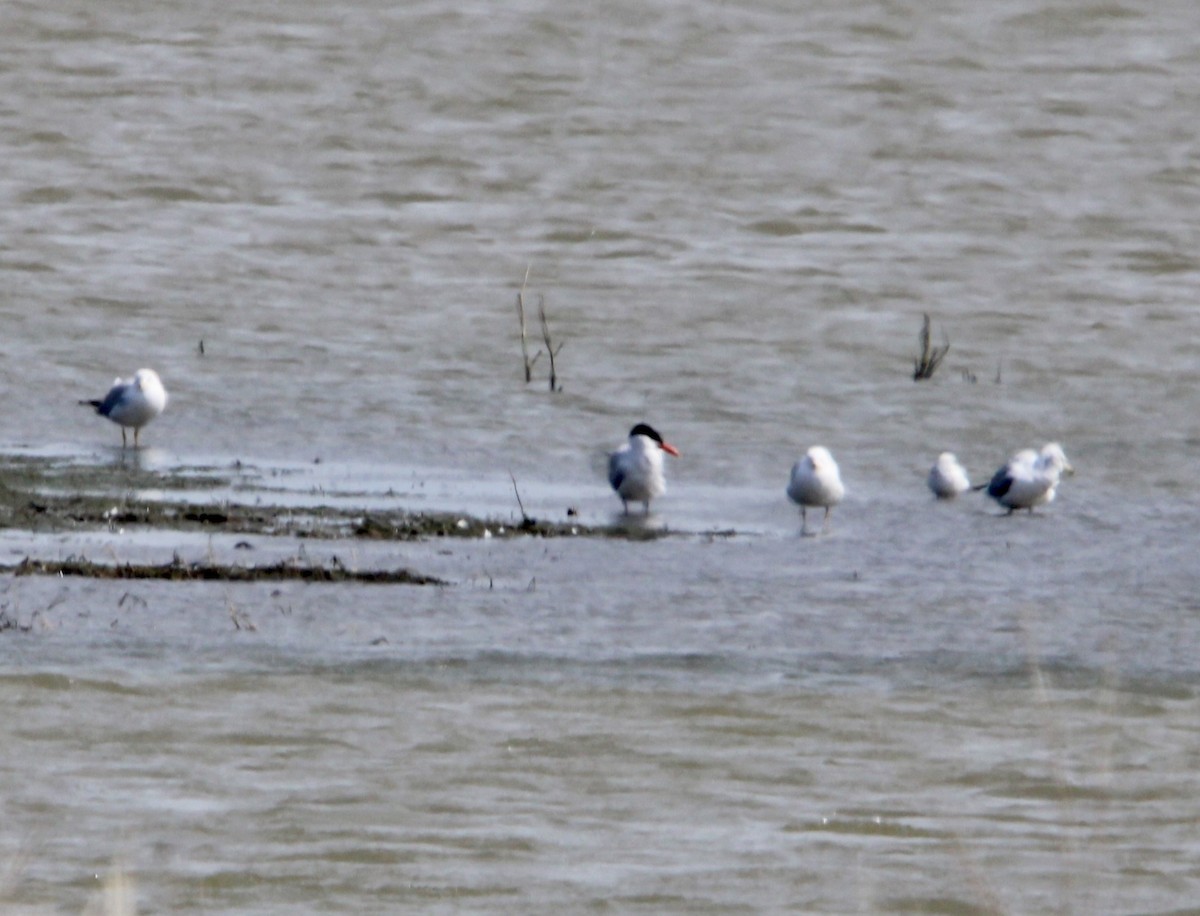 eBird Checklist - 25 Mar 2025 - Howard Marsh Metropark - 21 species