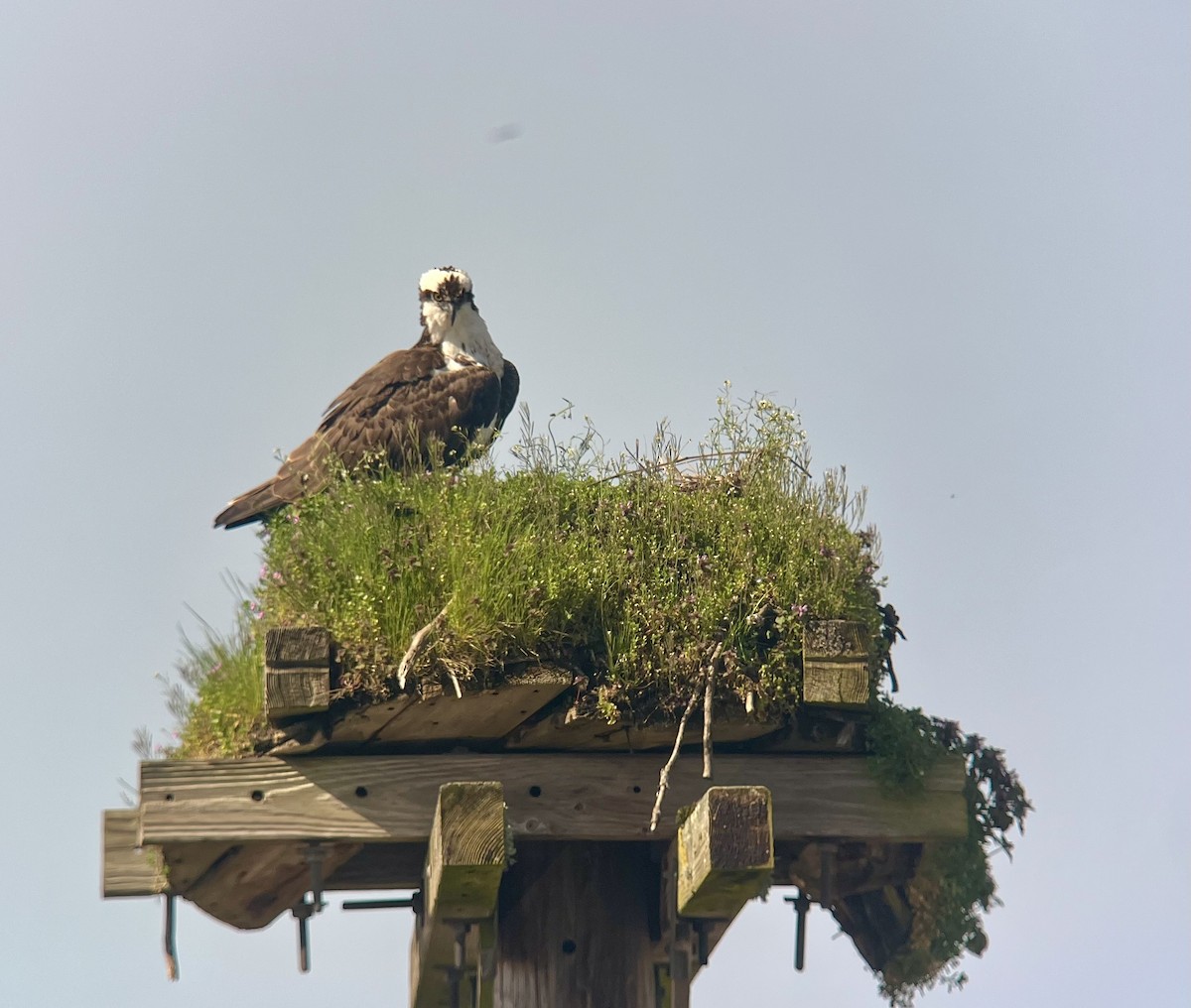 eBird Checklist - 25 Mar 2025 - Sauvie Island--Rentenaar Rd. - 34 species