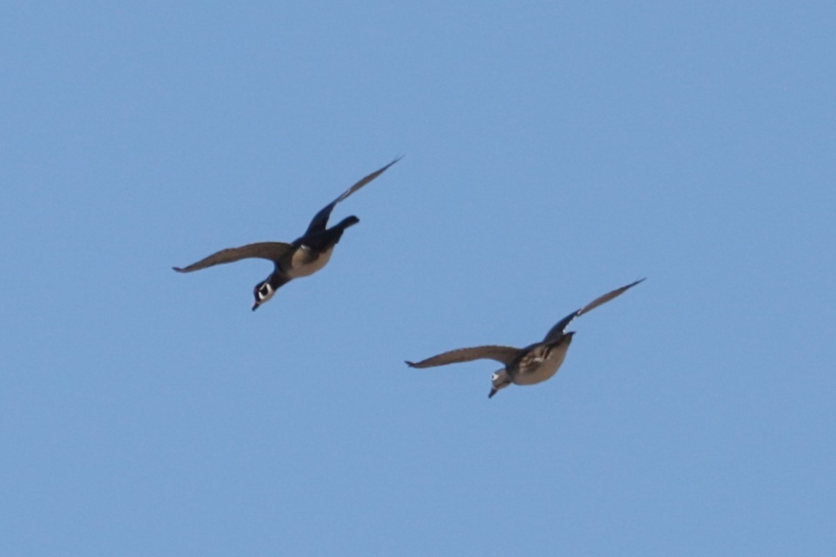 Pennsylvania Bird Atlas Checklist - 25 Mar 2025 - 360 Upper Georges Valley Rd, Spring Mills US ...