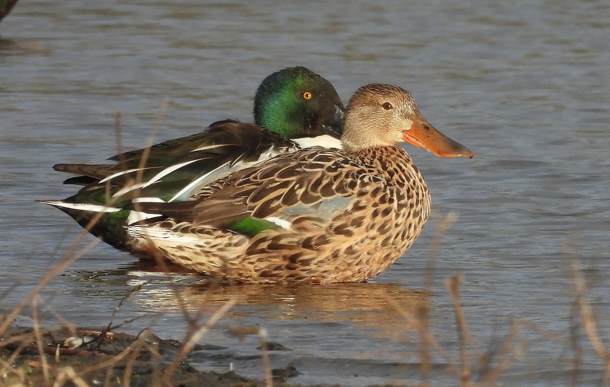 eBird Checklist - 25 Mar 2025 - Holywell Pond NWT NR - 59 species