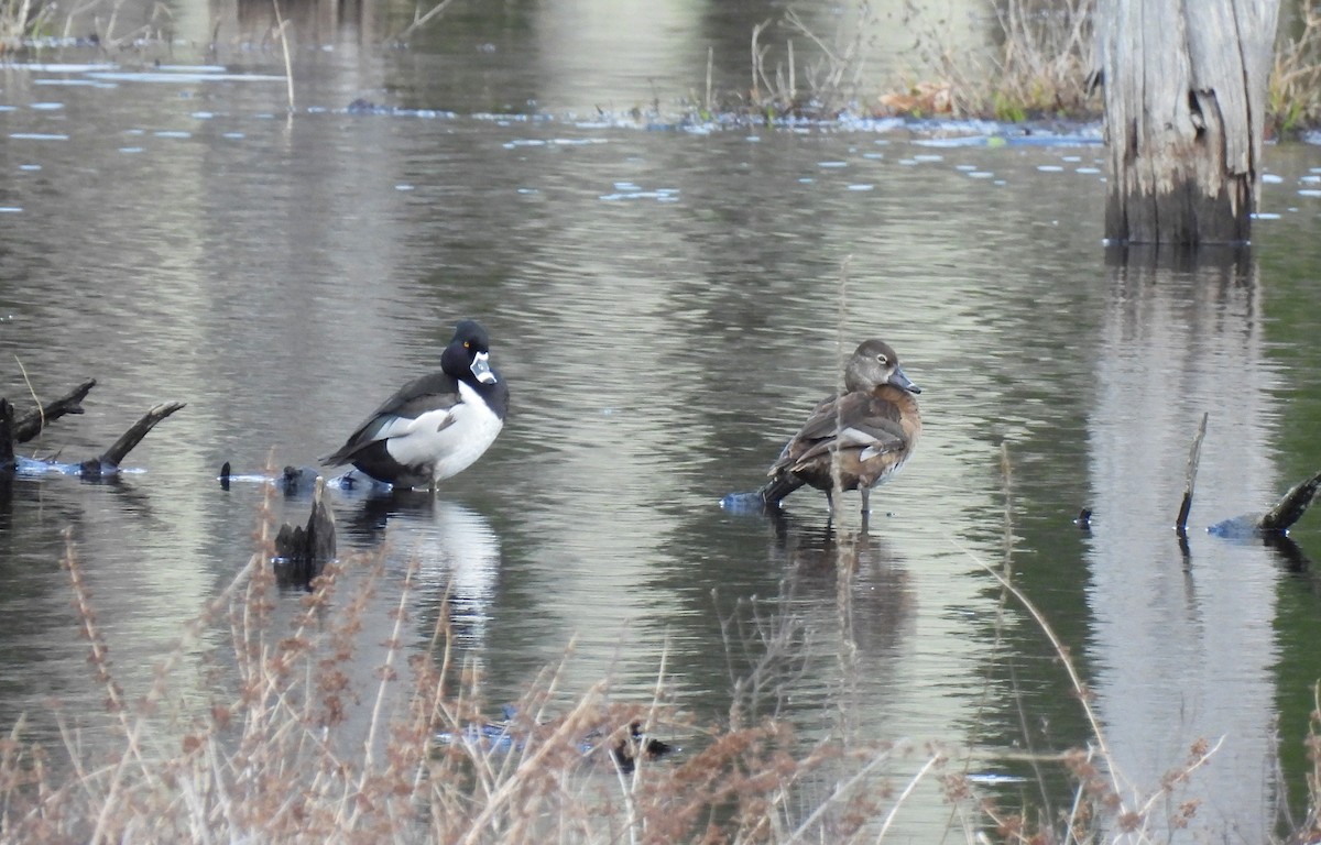 eBird Checklist - 25 Mar 2025 - Assabet River NWR - 24 species