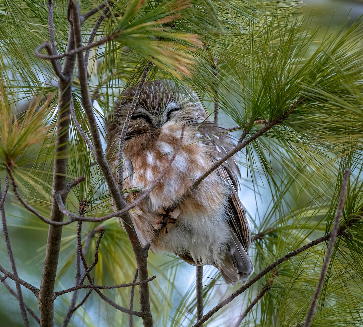 eBird Checklist - 23 Mar 2025 - Jardin botanique de Montréal (accès ...