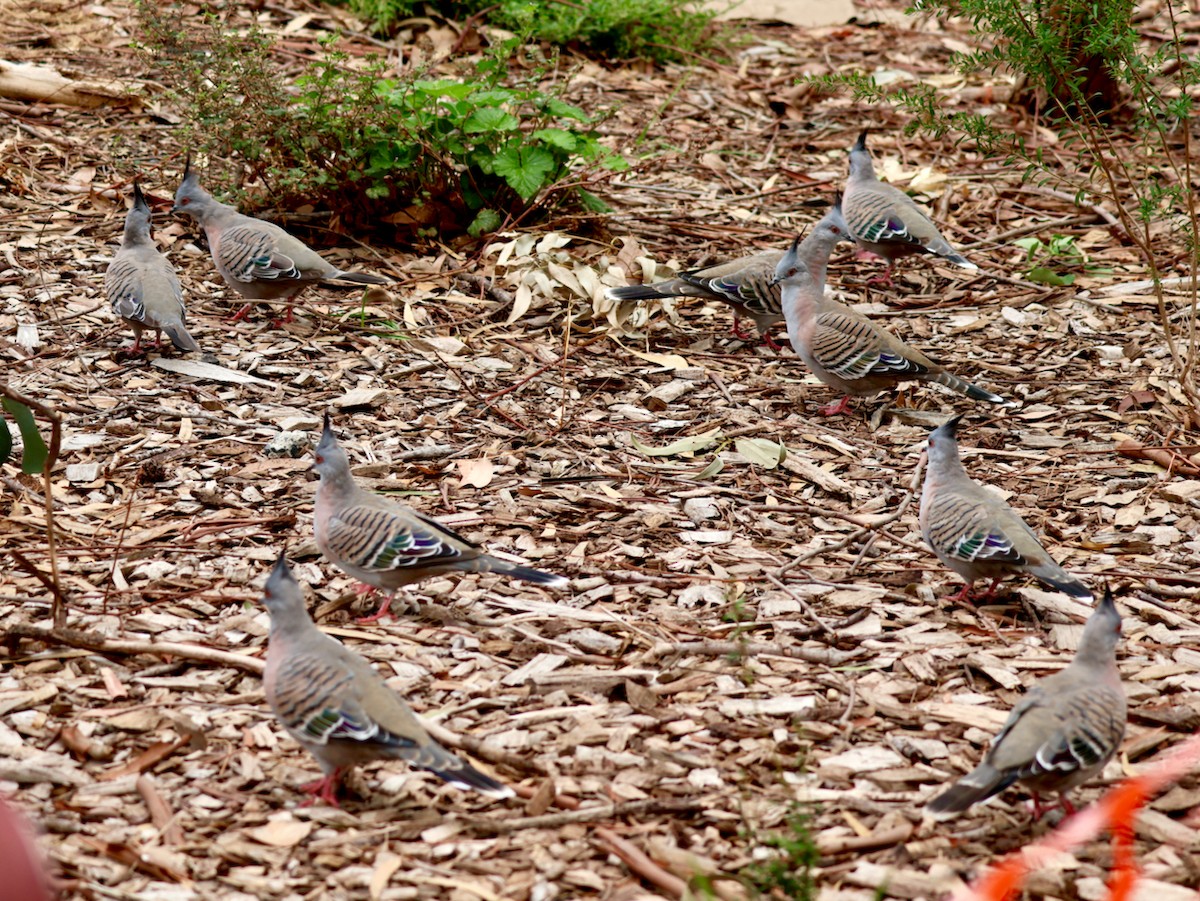 eBird Checklist - 26 Mar 2025 - Boyd Park - 11 species (+1 other taxa)