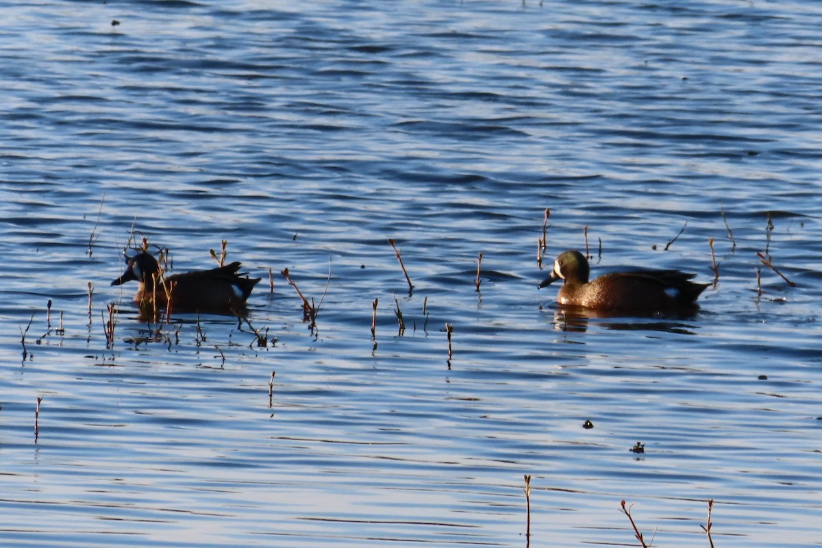 eBird Checklist - 25 Mar 2025 - Tennessee NWR--Duck River Unit - 67 species
