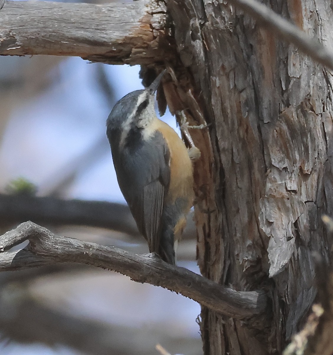 ML632685265 - Red-breasted Nuthatch - Macaulay Library