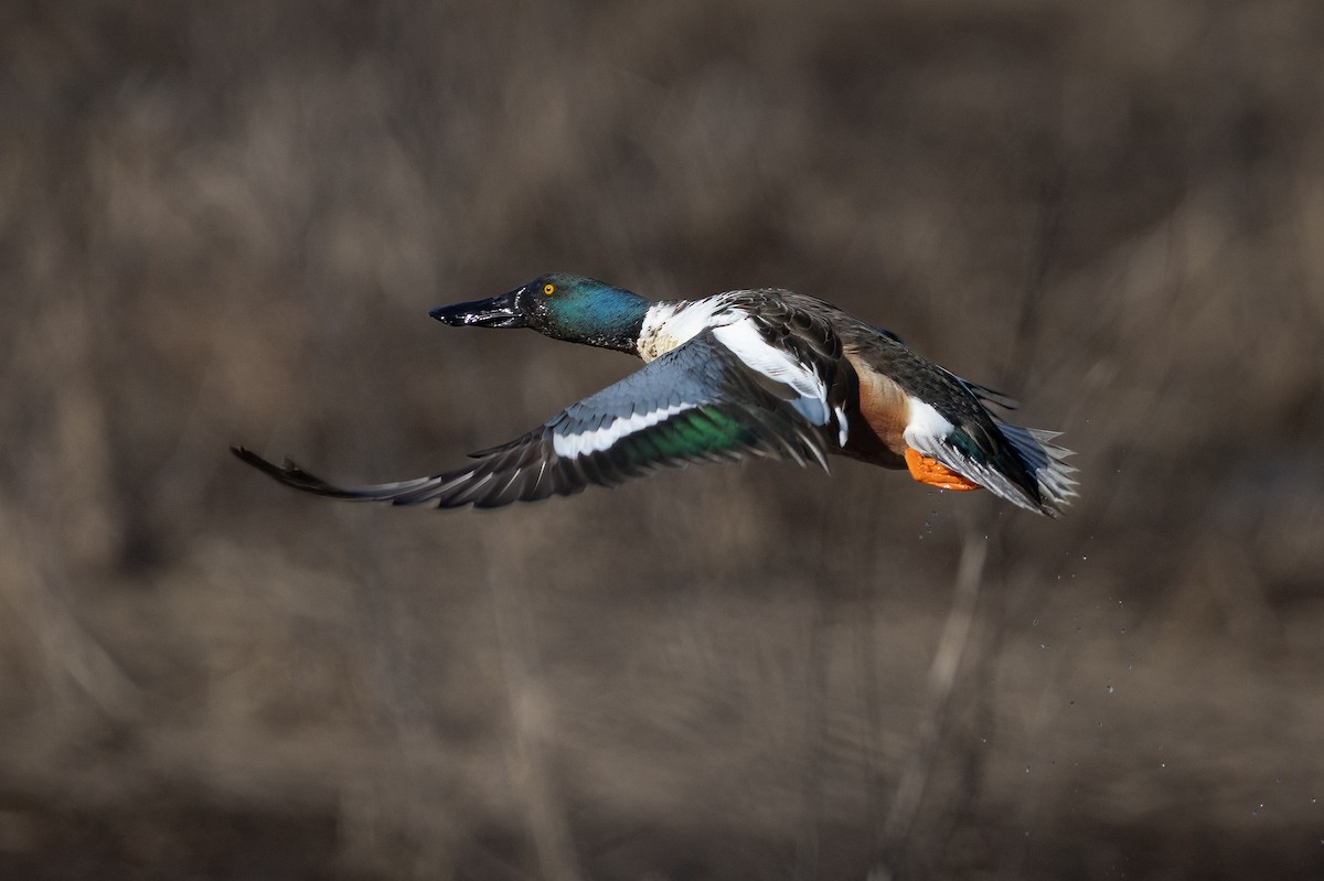 eBird Checklist - 25 Mar 2025 - Sauvie Island--Rentenaar Rd. - 39 species