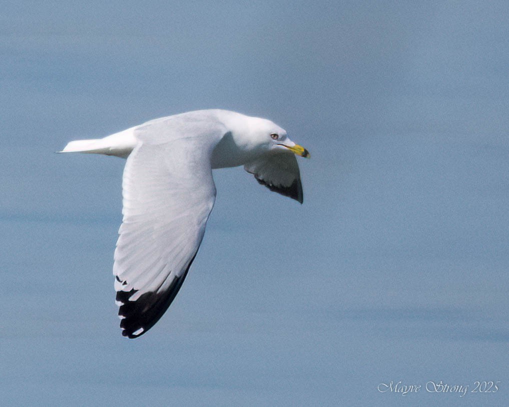 eBird Checklist - 25 Mar 2025 - Ray Roberts Lake SP--Isle du Bois (PPW-W 107) - 42 species (+1 ...