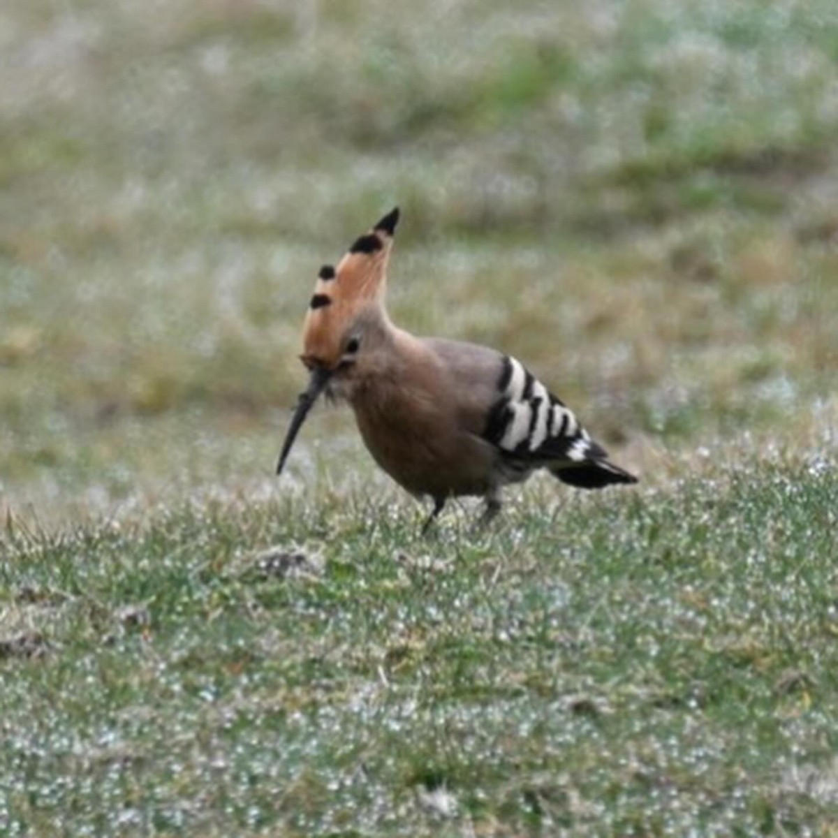 eBird Checklist - 26 Mar 2025 - Marazion Marsh RSPB Reserve - 12 species