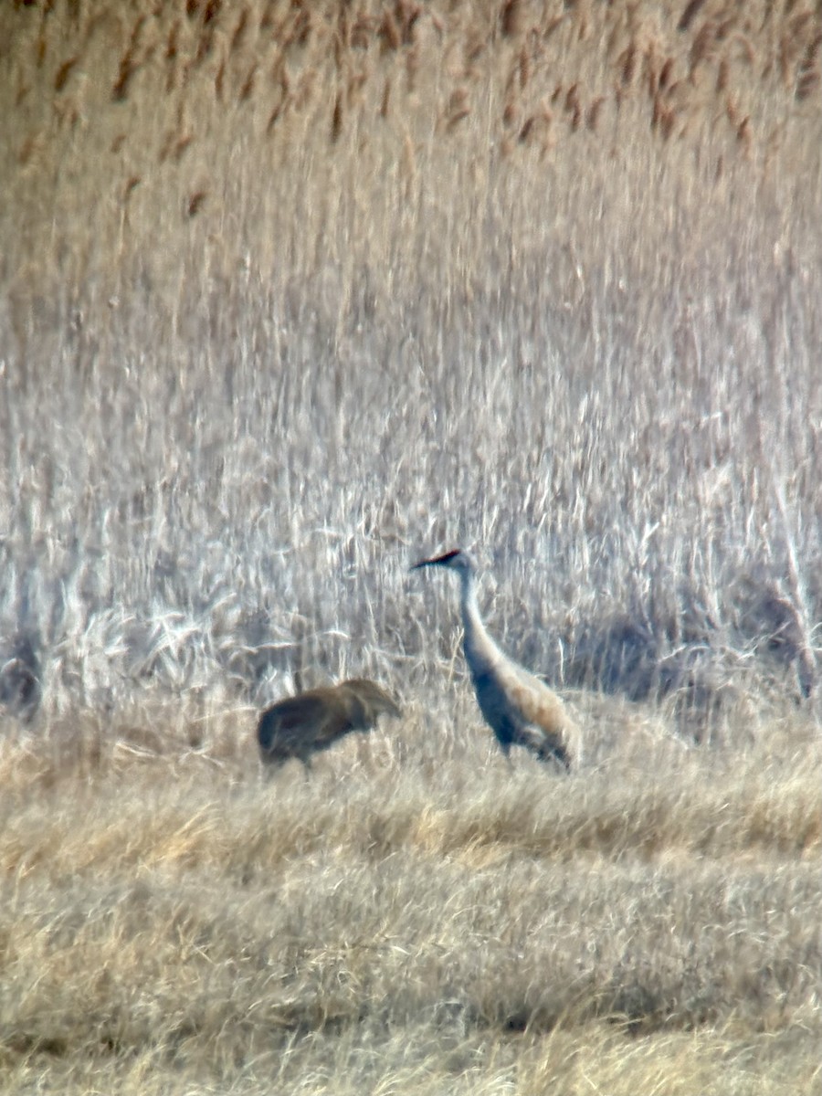 eBird Checklist - 26 Mar 2025 - Rachel Carson NWR--Furbish Road - 20 ...