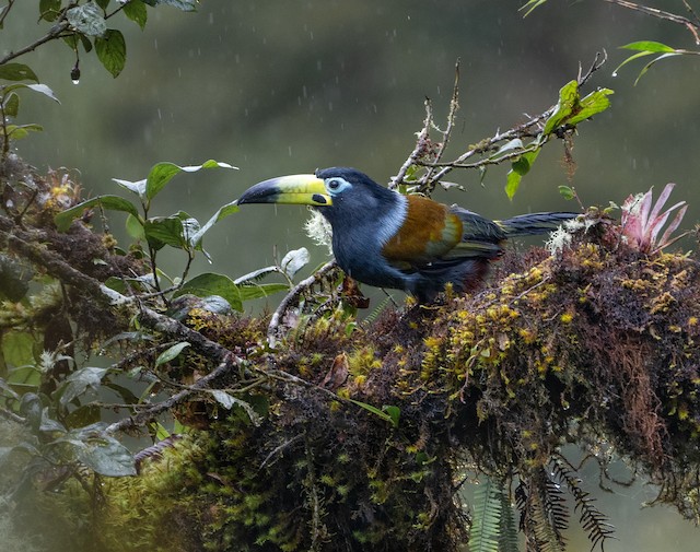 Participa en el desafio de "eBirder" del mes Abril - eBird Bolivia
