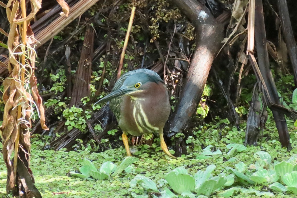 eBird Checklist - 26 Mar 2025 - Loxahatchee NWR - 29 species