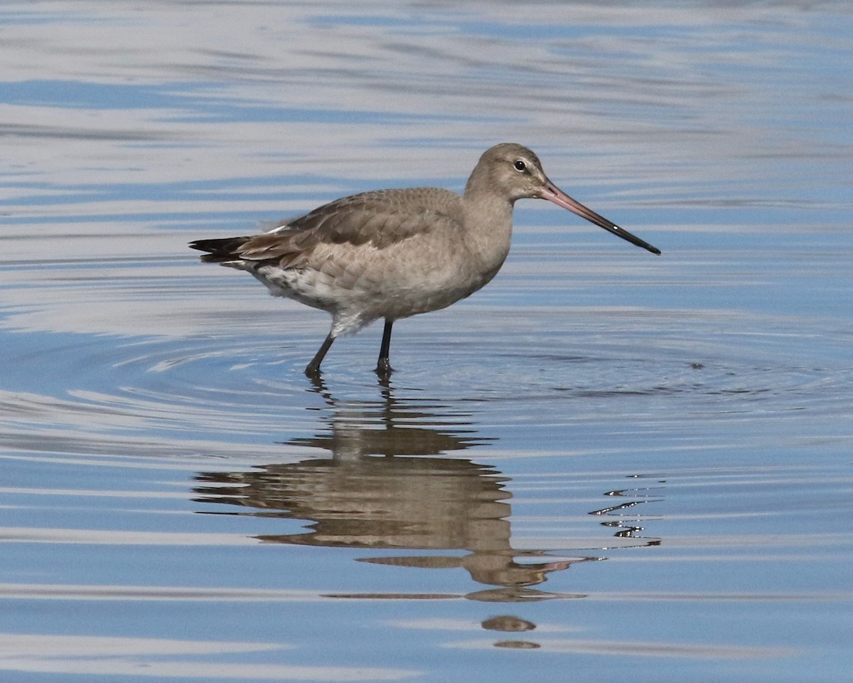 eBird Checklist - 25 Mar 2025 - Tokeland--marina - 1 species