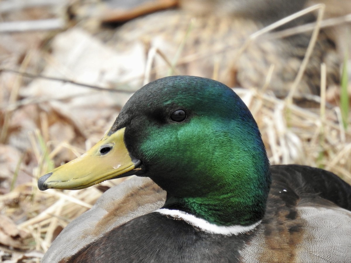 eBird Checklist - 26 Mar 2025 - Montrose Point Bird Sanctuary, Lincoln ...