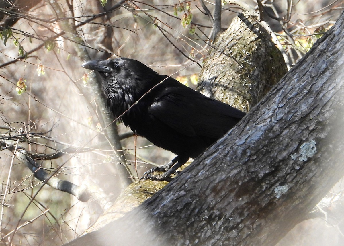 eBird Checklist - 26 Mar 2025 - Willcoxson Park Raven nest site - 16 ...