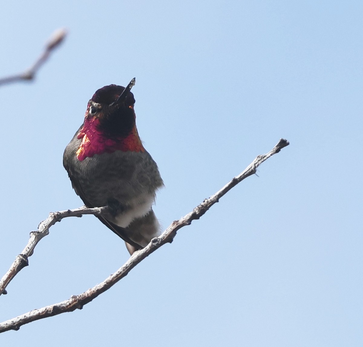 eBird Checklist - 26 Mar 2025 - The Guzzler - 13 species