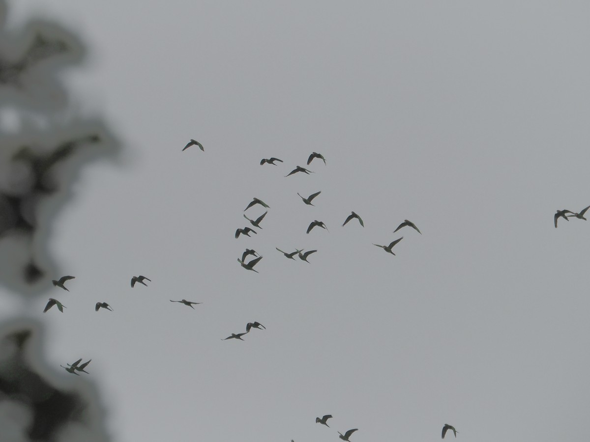 eBird Checklist - 26 Mar 2025 - Lacy Park - 32 species (+1 other taxa)