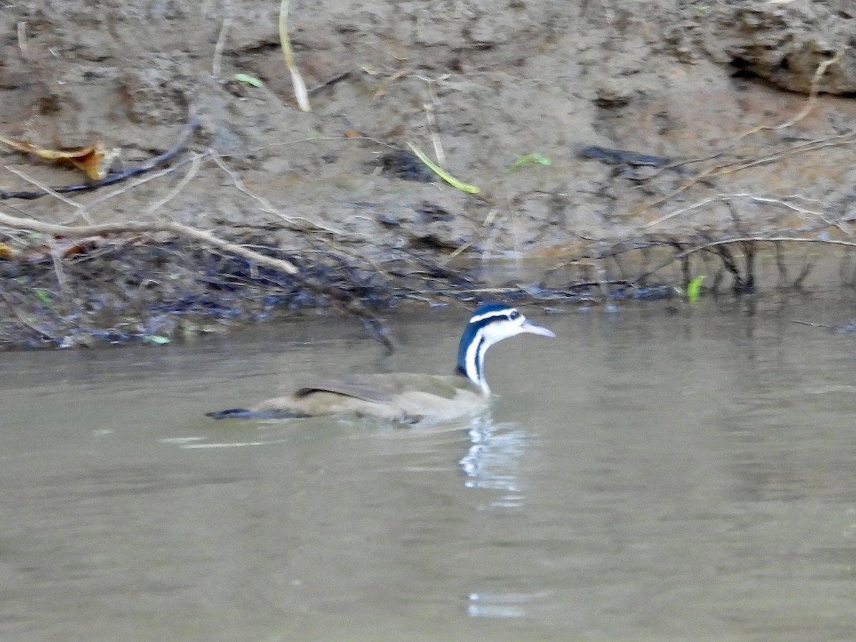 eBird Checklist - 26 Mar 2025 - Caño Negro Wildlife Refuge, Los Chiles CR-Alajuela 10.88919, -84 ...