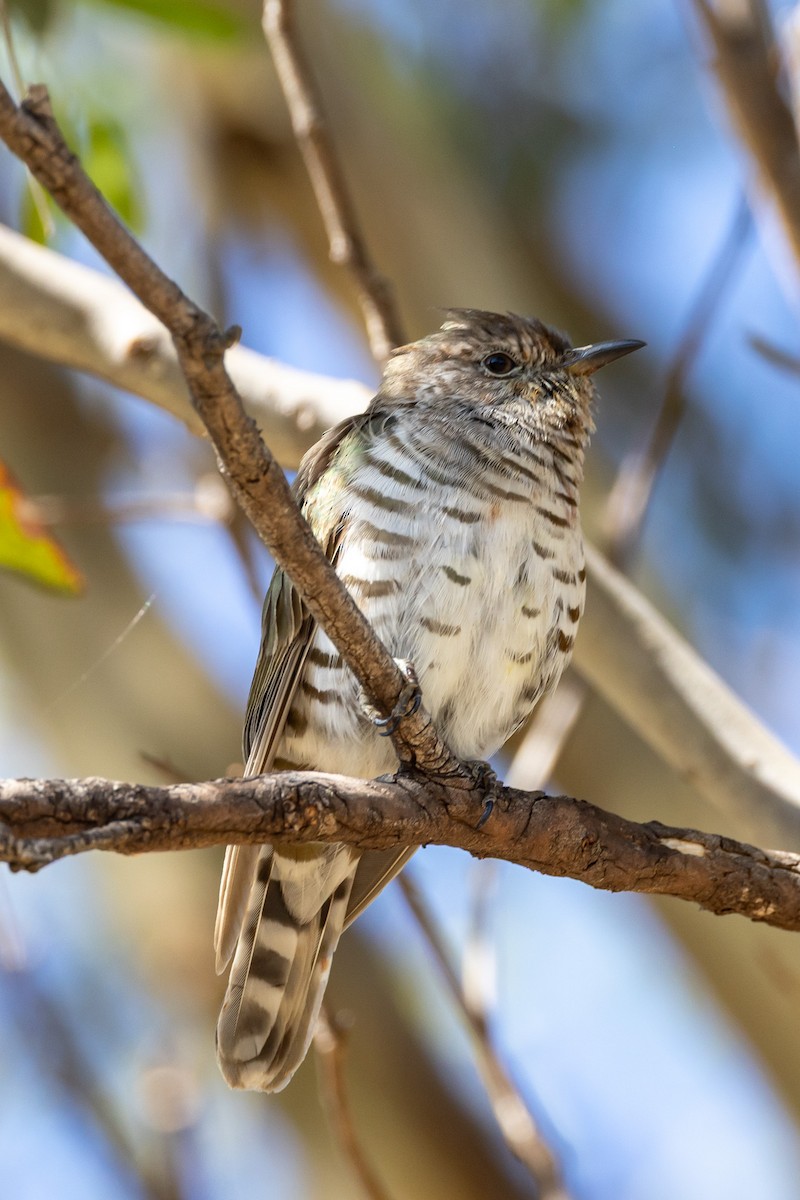 eBird Checklist - 27 Mar 2025 - Naas Road at Apollo Road - 32 species