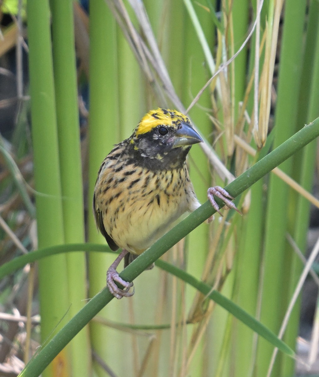 eBird Checklist - 16 Mar 2025 - Nong Pla Lai – Bang Chak paddies--Ban ...