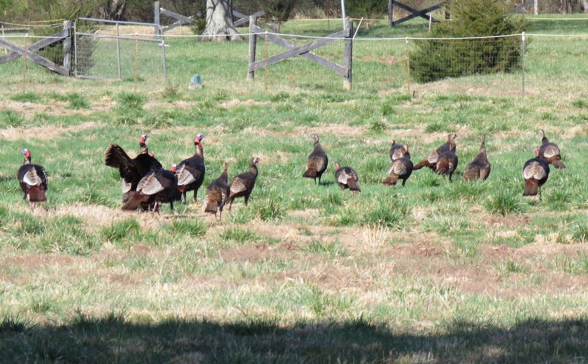 eBird Checklist - 27 Mar 2025 - Manassas National Battlefield Park ...