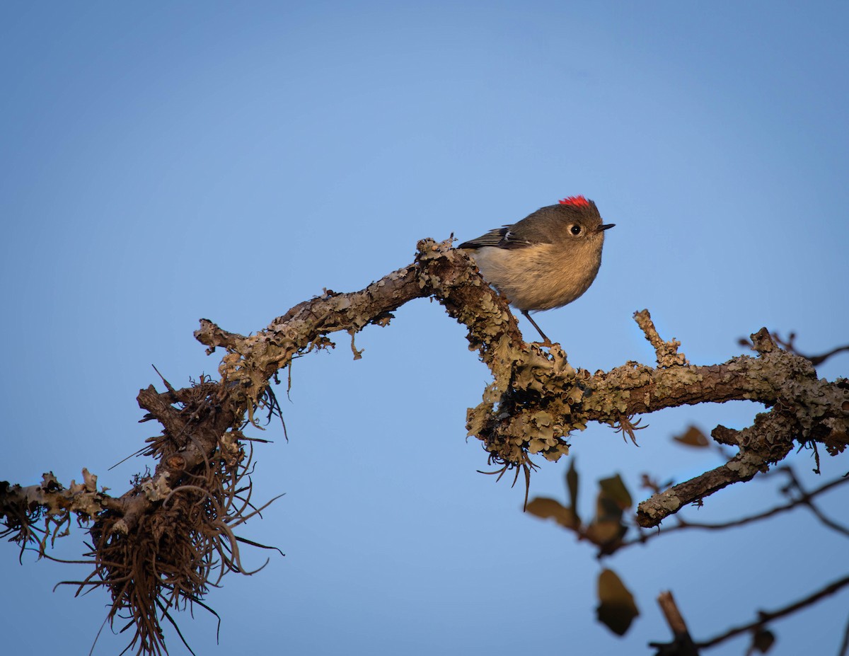 eBird Checklist - 24 Mar 2025 - Kerr WMA—Schumacher Rd (Bobcat rd ...