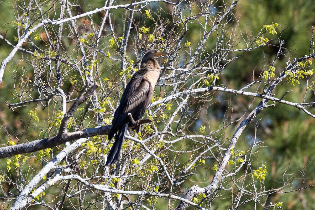eBird Checklist - 27 Mar 2025 - Kinston Nature Center (Neuseway Nature ...