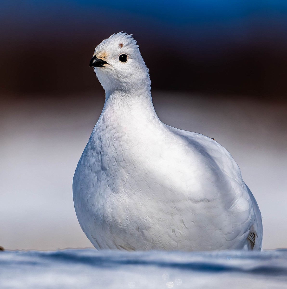 eBird Checklist - 27 Mar 2025 - Jonquiere,Rang Saint Antoine - 2 species